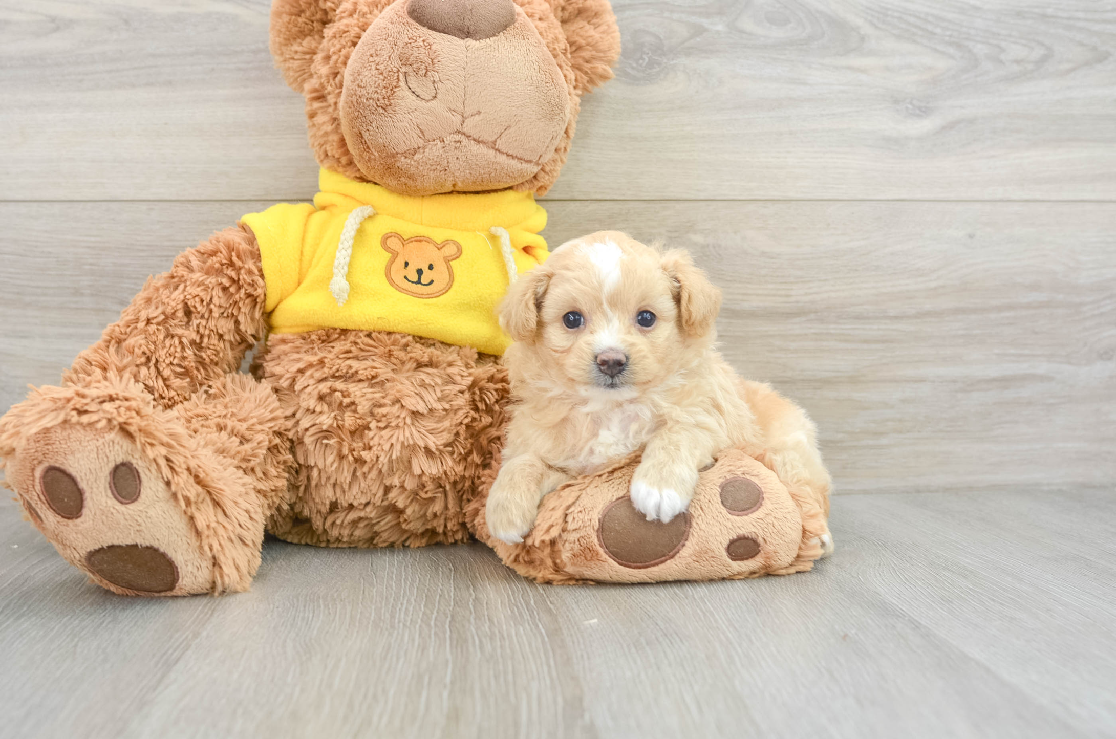 Exclusive Pomapoo Puppies For Sale | Premier Pups