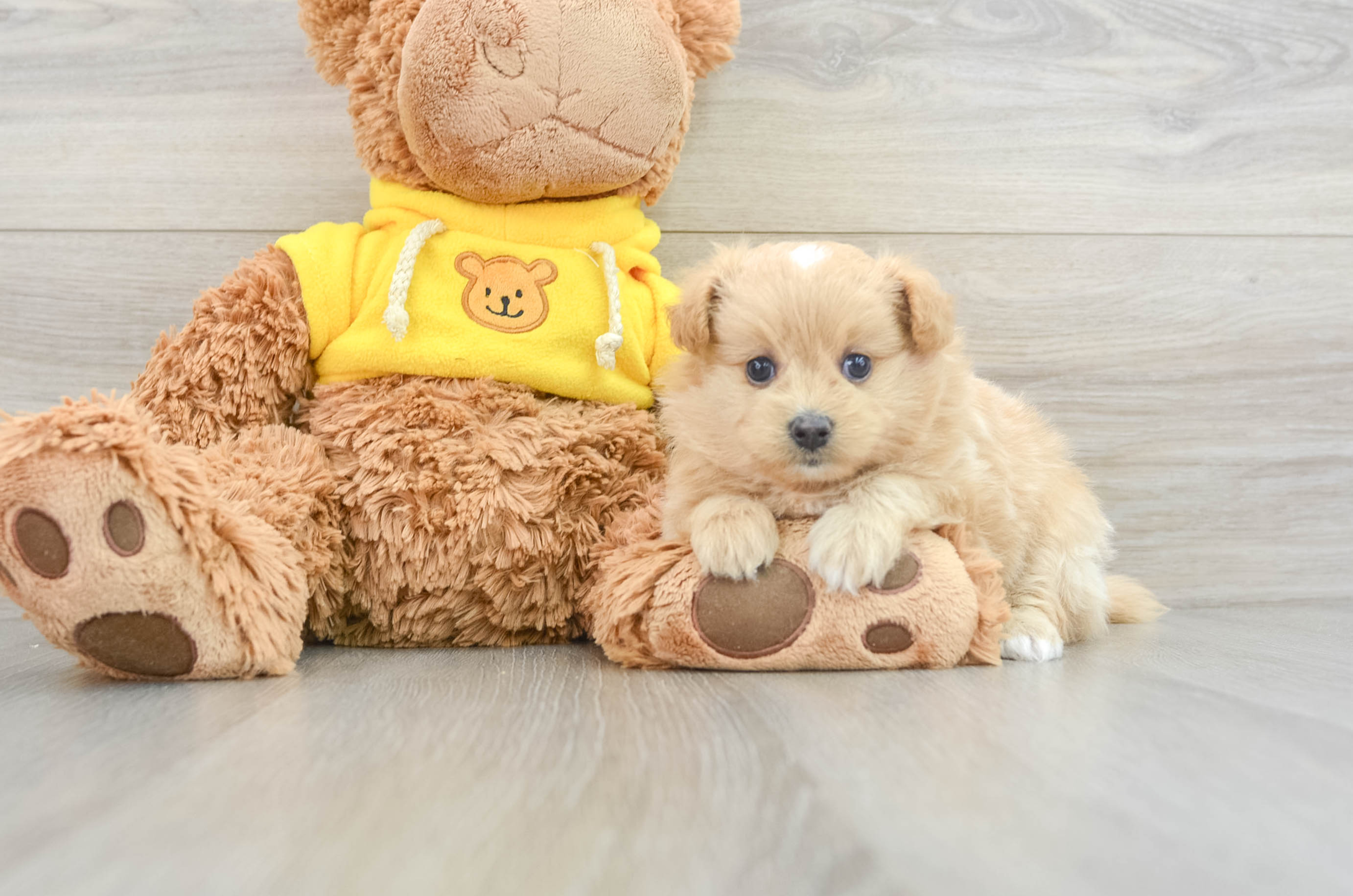 Exclusive Pomapoo Puppies For Sale | Premier Pups