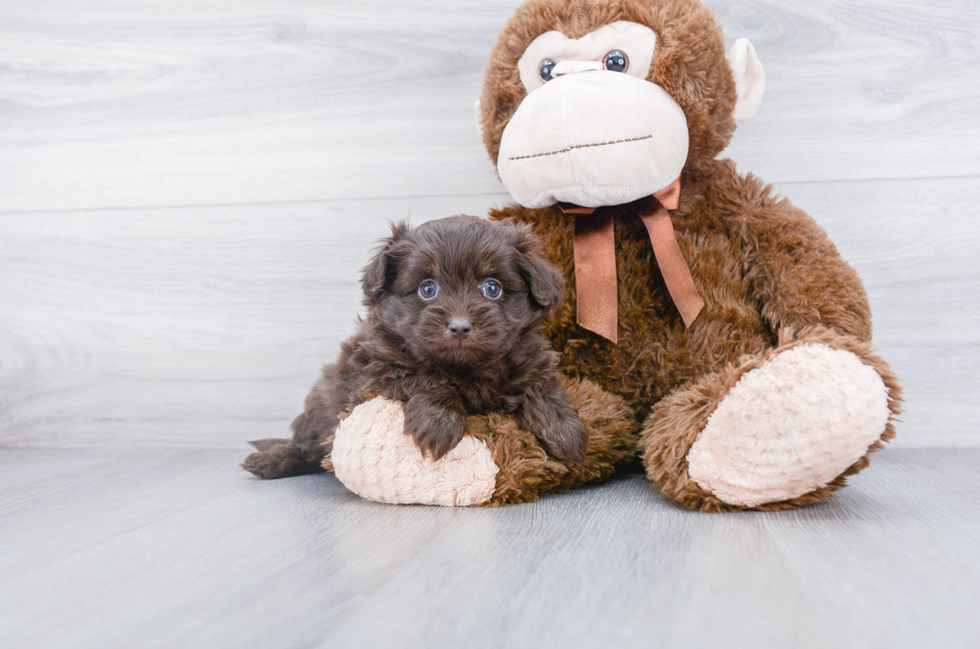 Exclusive Pomapoo Puppies For Sale | Premier Pups