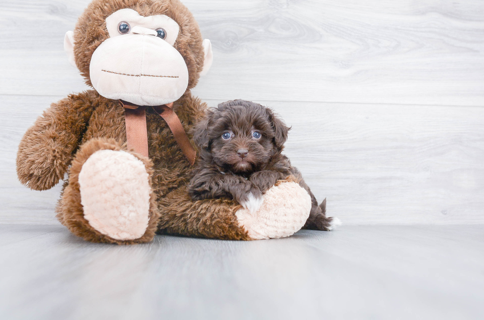 Exclusive Pomapoo Puppies For Sale | Premier Pups