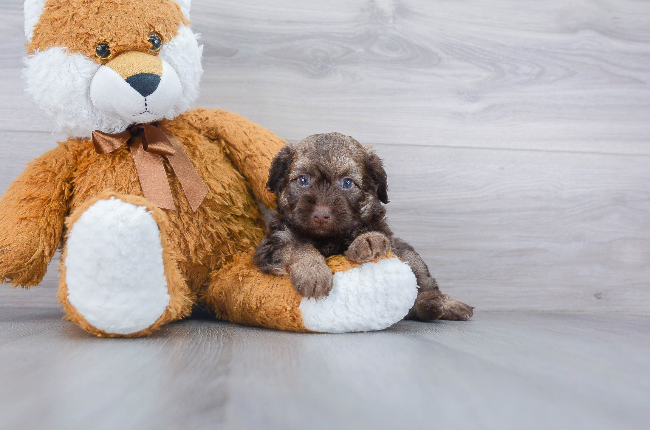 Exclusive Pomapoo Puppies For Sale | Premier Pups