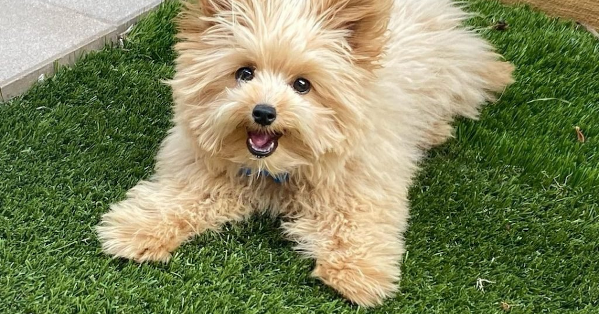 Exclusive Pomapoo Puppies For Sale | Premier Pups