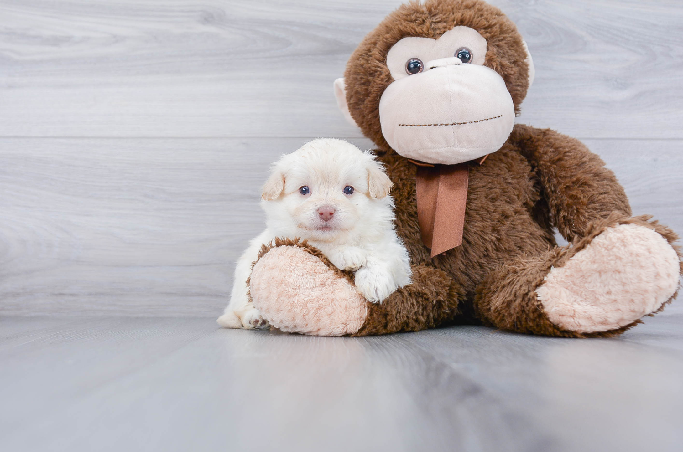 Exclusive Pomapoo Puppies For Sale | Premier Pups