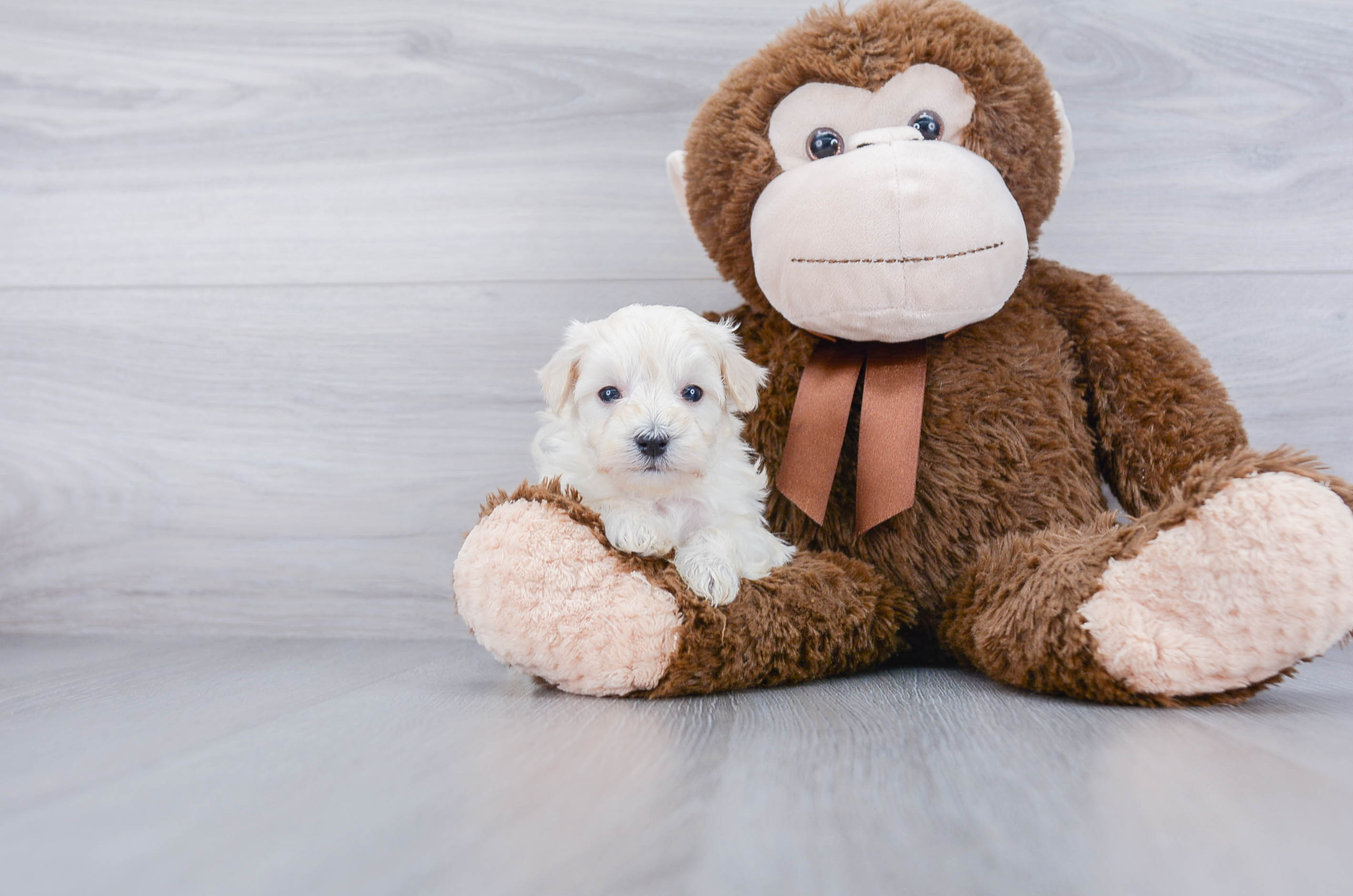 Exclusive Pomapoo Puppies For Sale | Premier Pups