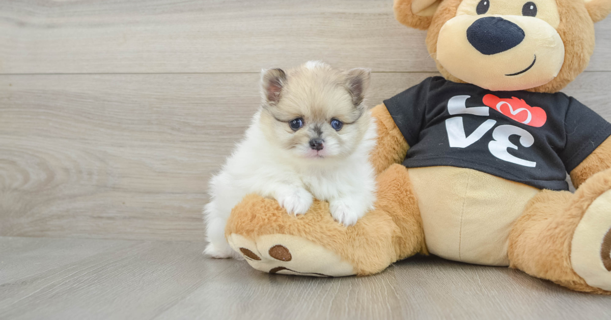 Adorable Pomeranian Boop: 1lb 14oz Purebred Puppy