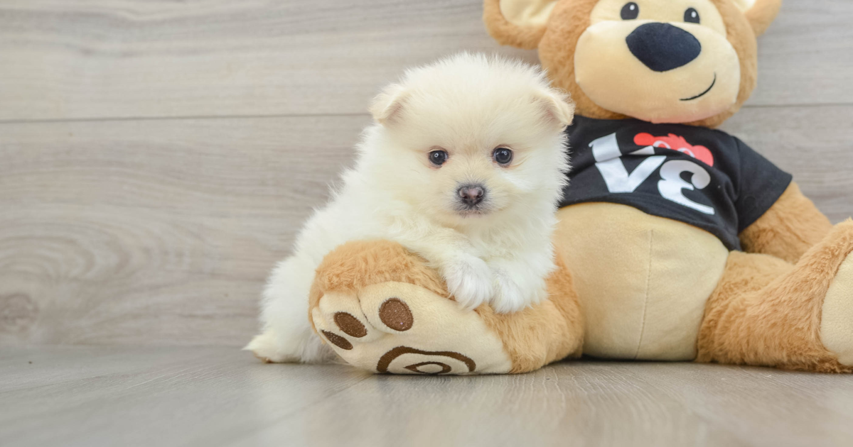 Akc Registered Pomeranian Boop: 2lb 8oz Purebred Puppy