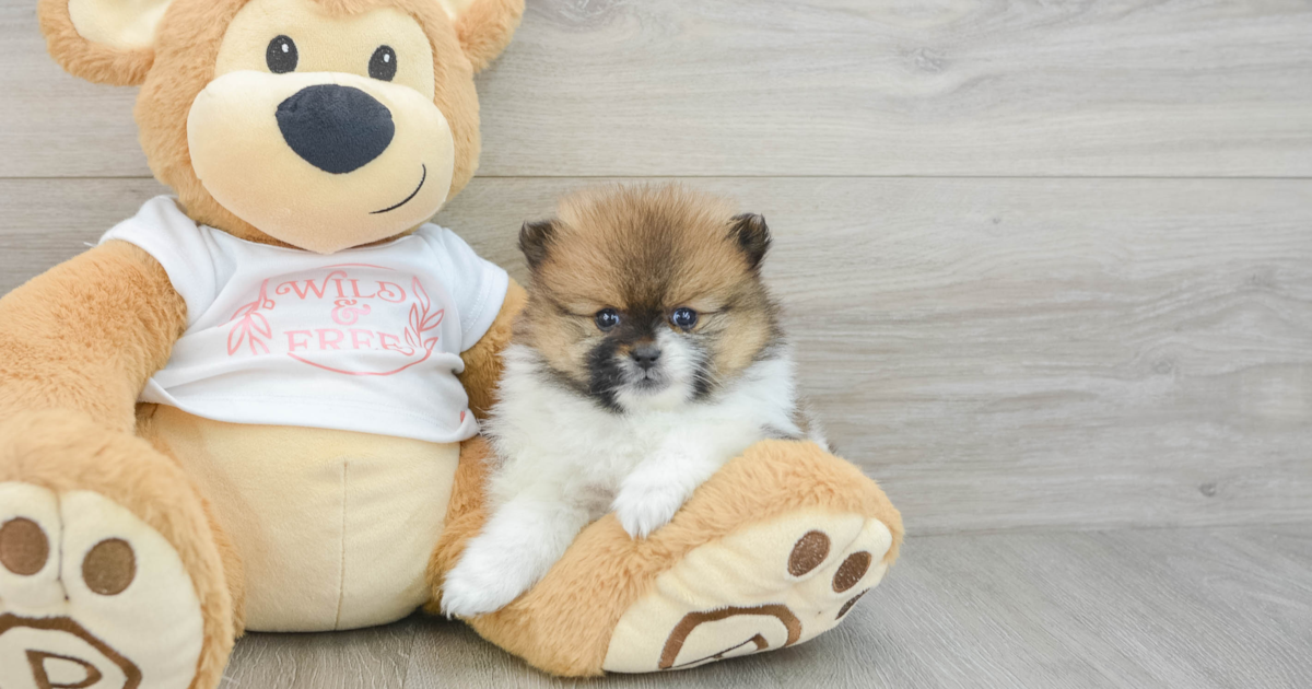 Friendly Pomeranian Boop: 2lb 0oz Purebred Puppy