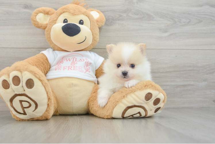 Petite Pomeranian Calico: 2lb 4oz Purebred Puppy