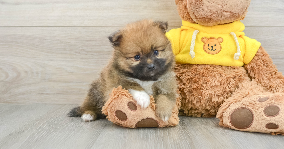 Energetic Pomeranian Colin: 2lb 14oz Purebred Puppy