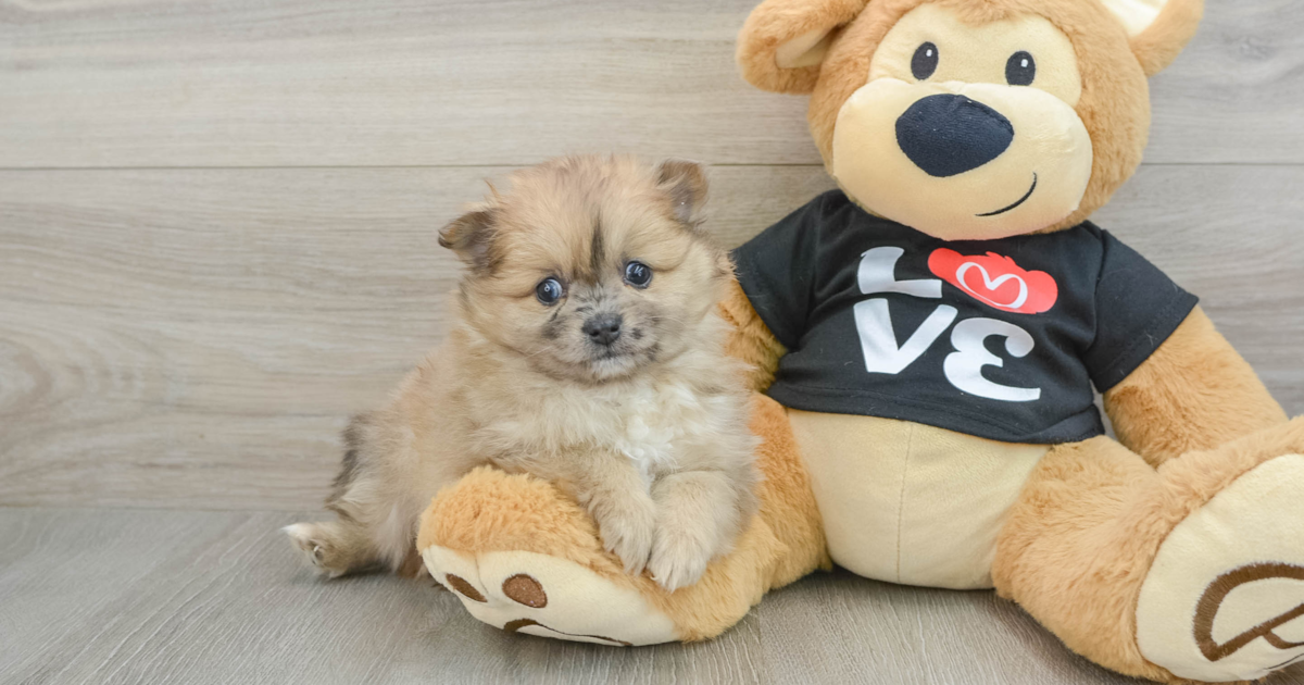 Adorable Pomeranian Colin: 3lb 12oz Purebred Puppy