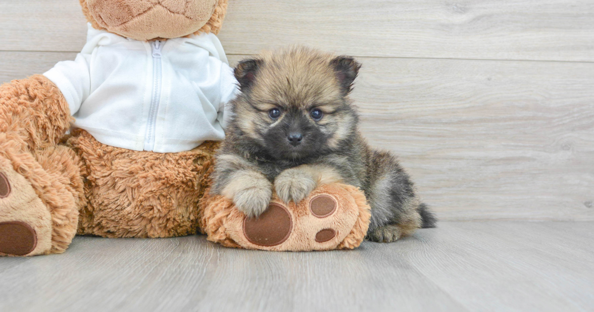 Smart Pomeranian Dax: 3lb 6oz Purebred Puppy