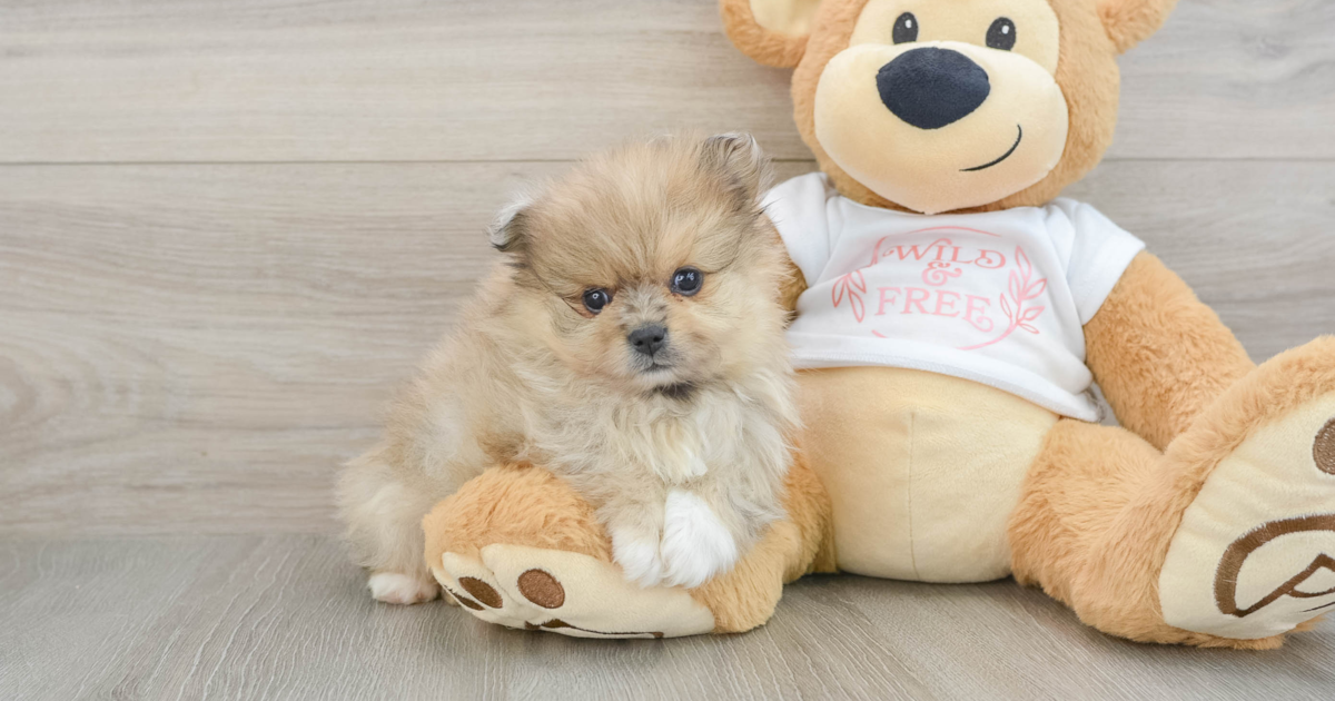 Fluffy Pomeranian Dax: 2lb 15oz Purebred Puppy