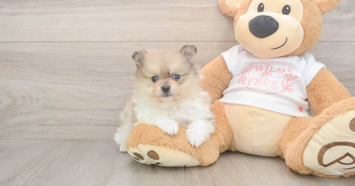 Cute Pomeranian Finny: 3lb 0oz Purebred Puppy