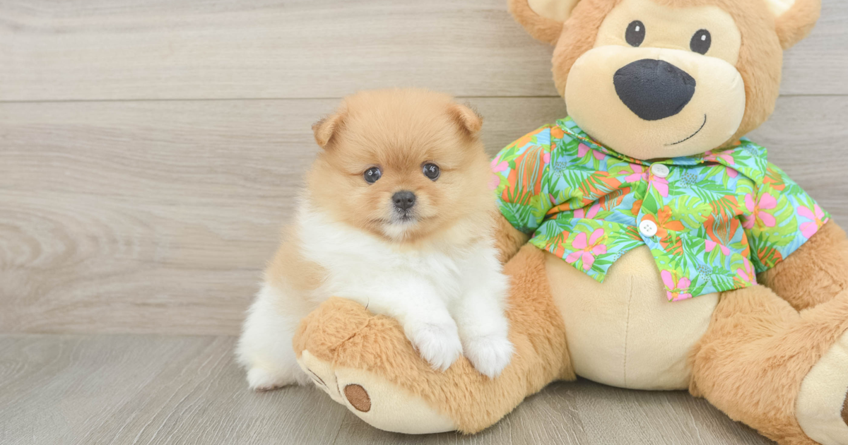 Happy Pomeranian Foxy: 2lb 1oz Purebred Puppy