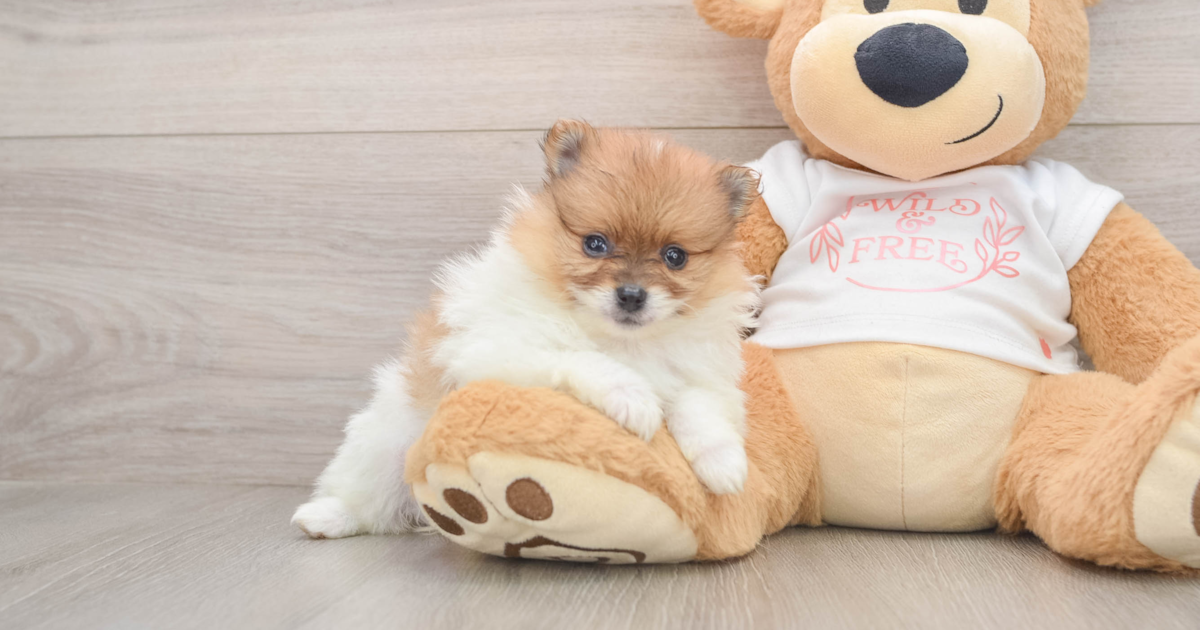 Hypoallergenic Pomeranian Foxy: 2lb 4oz Purebred Puppy