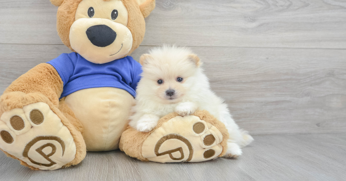 Sweet Pomeranian Franco: 2lb 10oz Purebred Puppy