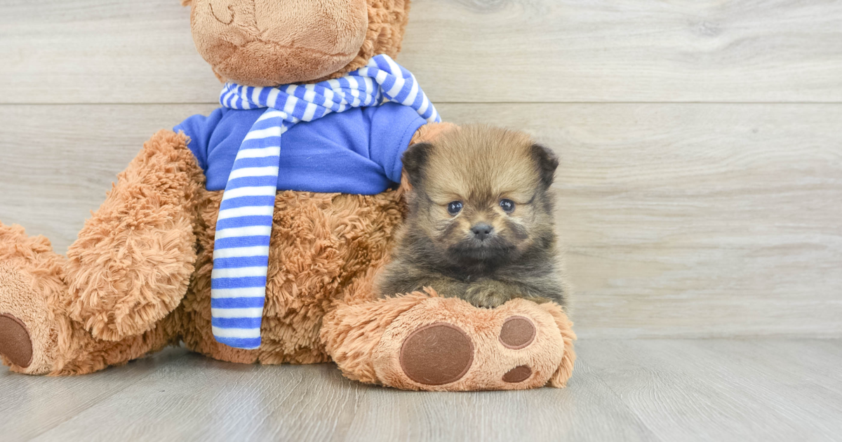 Little Pomeranian Gosling: 2lb 5oz Purebred Puppy