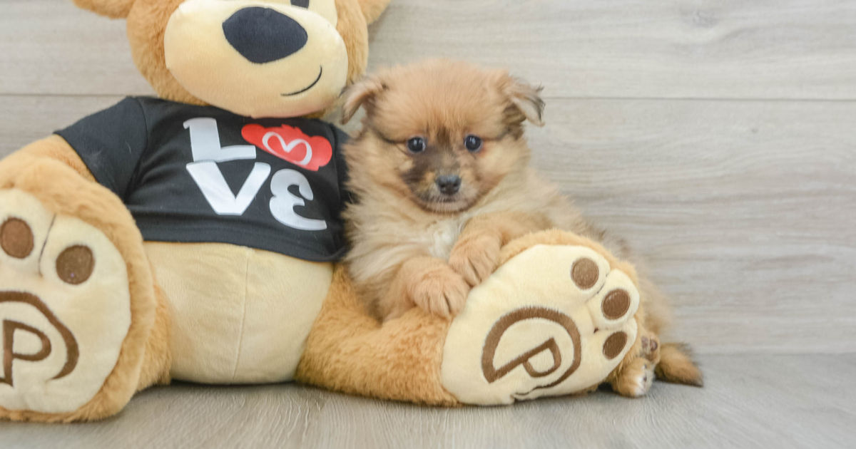 Playful Pomeranian Hawaii: 3lb 10oz Purebred Puppy