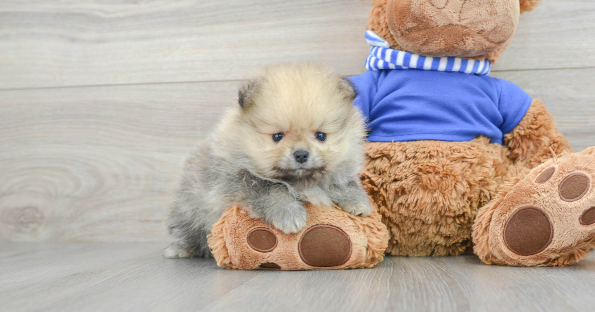 Sweet Pomeranian Jonas: 1lb 1oz Purebred Puppy