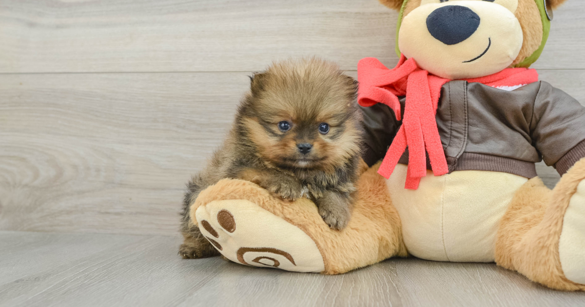 Small Pomeranian Jonas: 2lb 13oz Purebred Puppy
