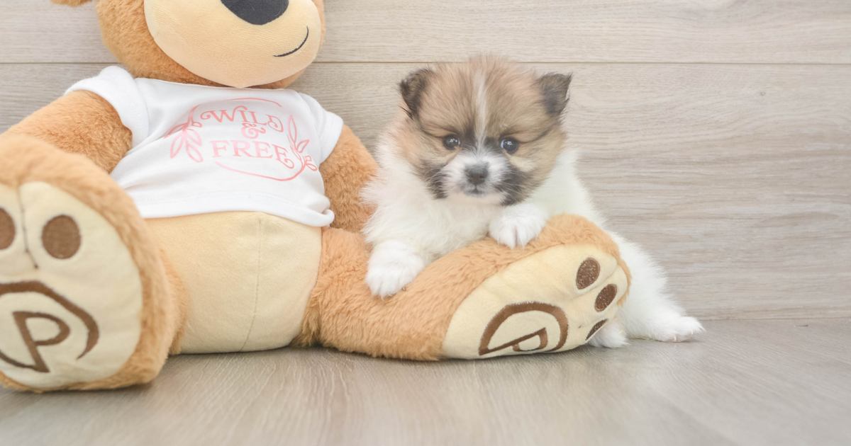Little Pomeranian Jonas: 2lb 5oz Purebred Puppy