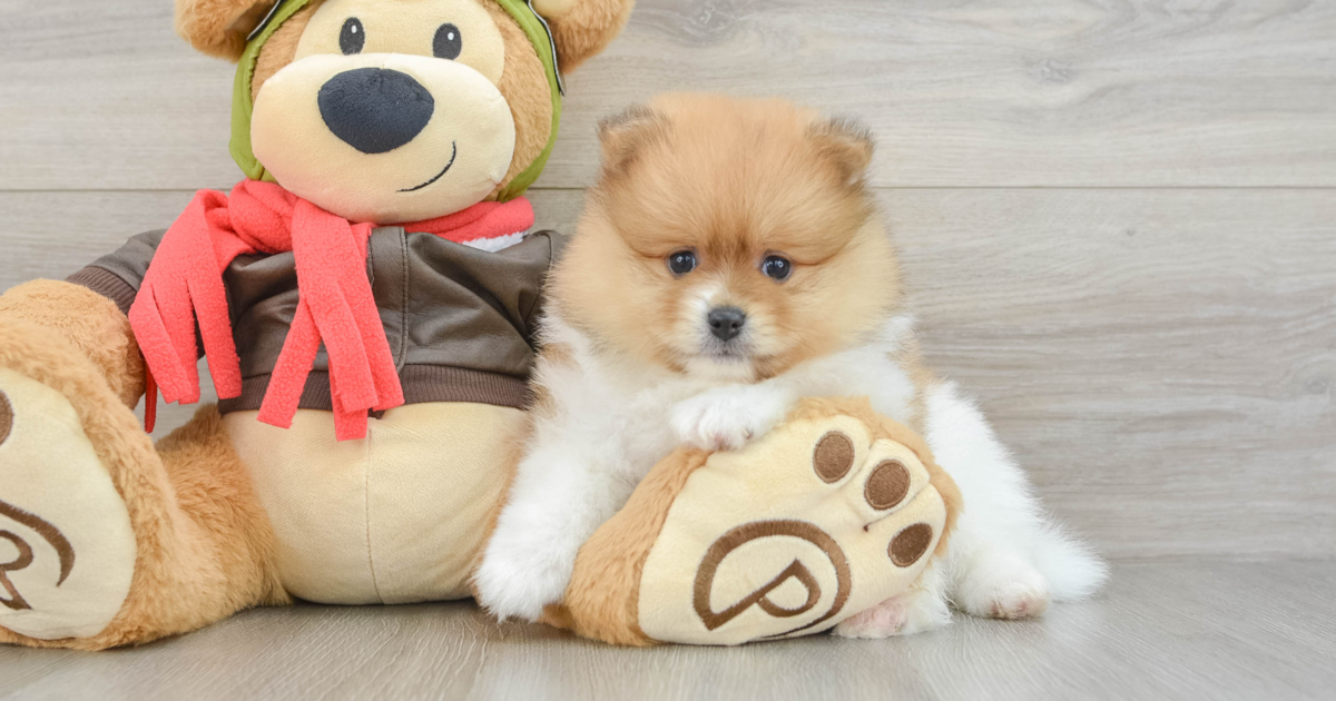 Little Pomeranian Kenan: 4lb 1oz Purebred Puppy