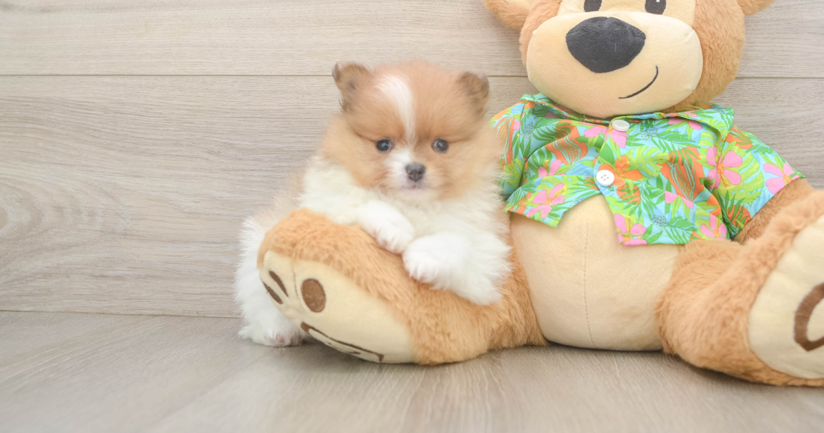 Petite Pomeranian Lolo: 1lb 11oz Purebred Puppy