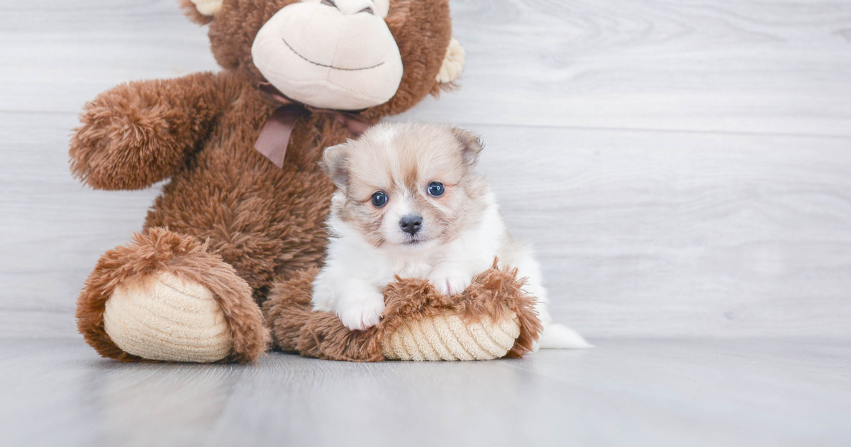 Small Pomeranian Macey: 2lb 8oz Purebred Puppy