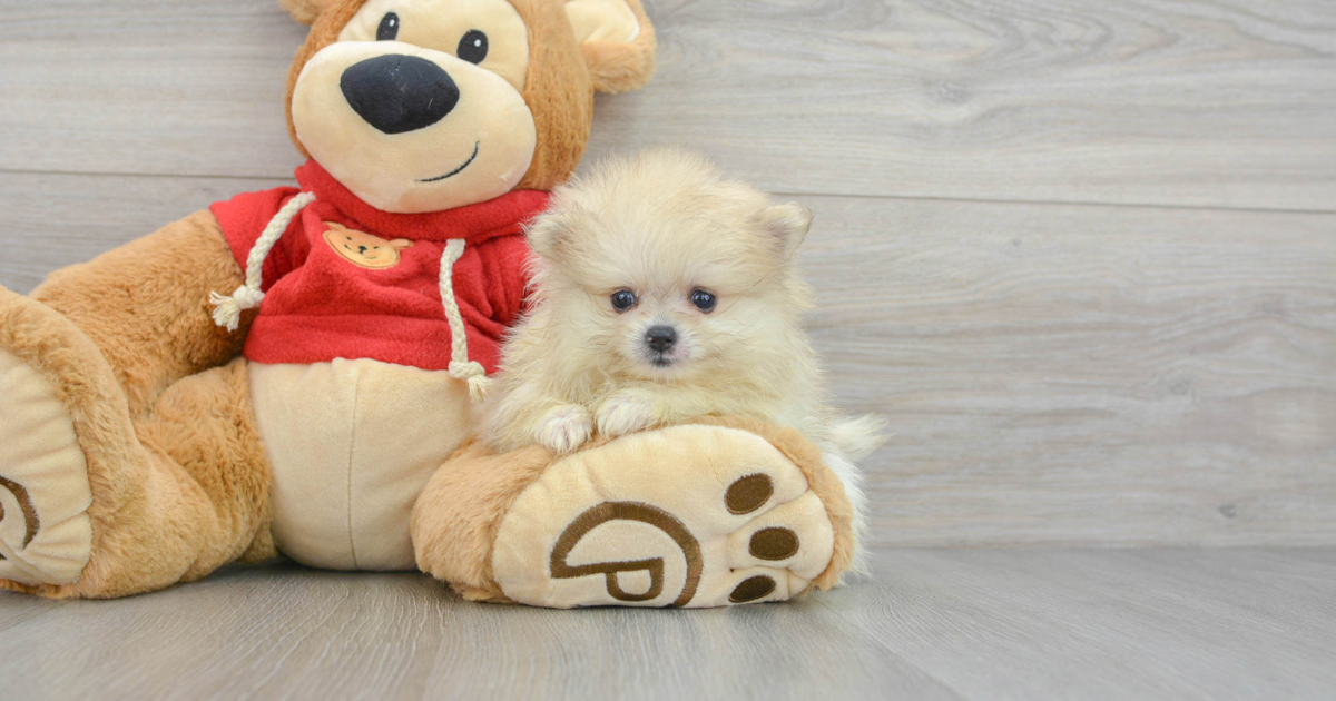 Cute Pomeranian Maui: 1lb 5oz Purebred Puppy