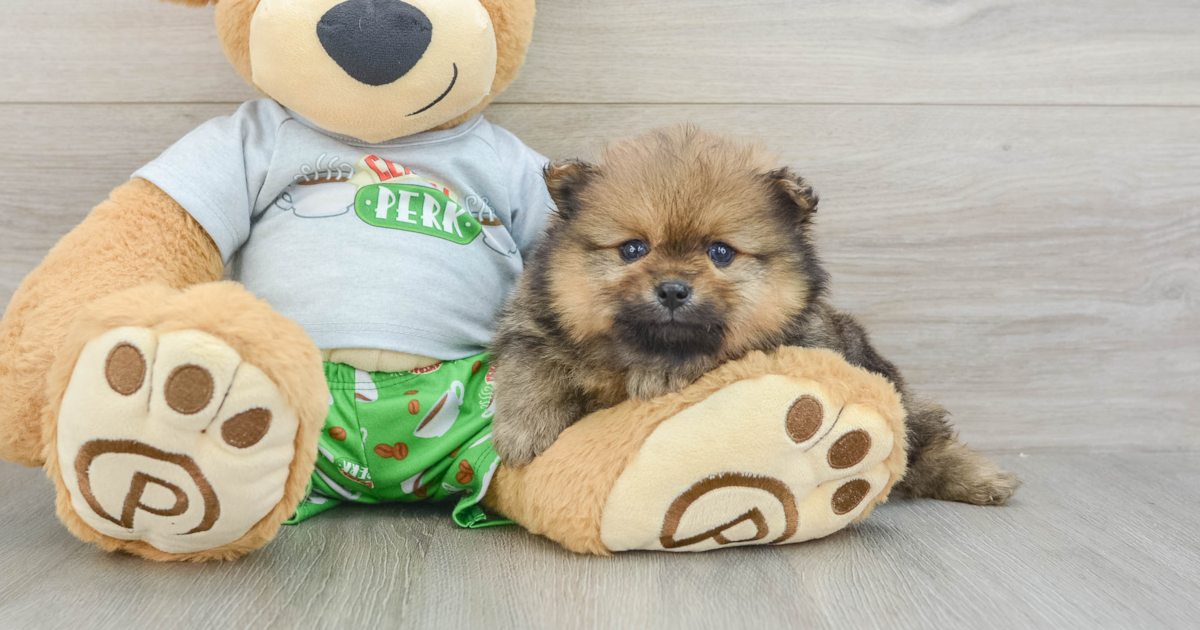 Adorable Pomeranian Maui: 2lb 15oz Purebred Puppy