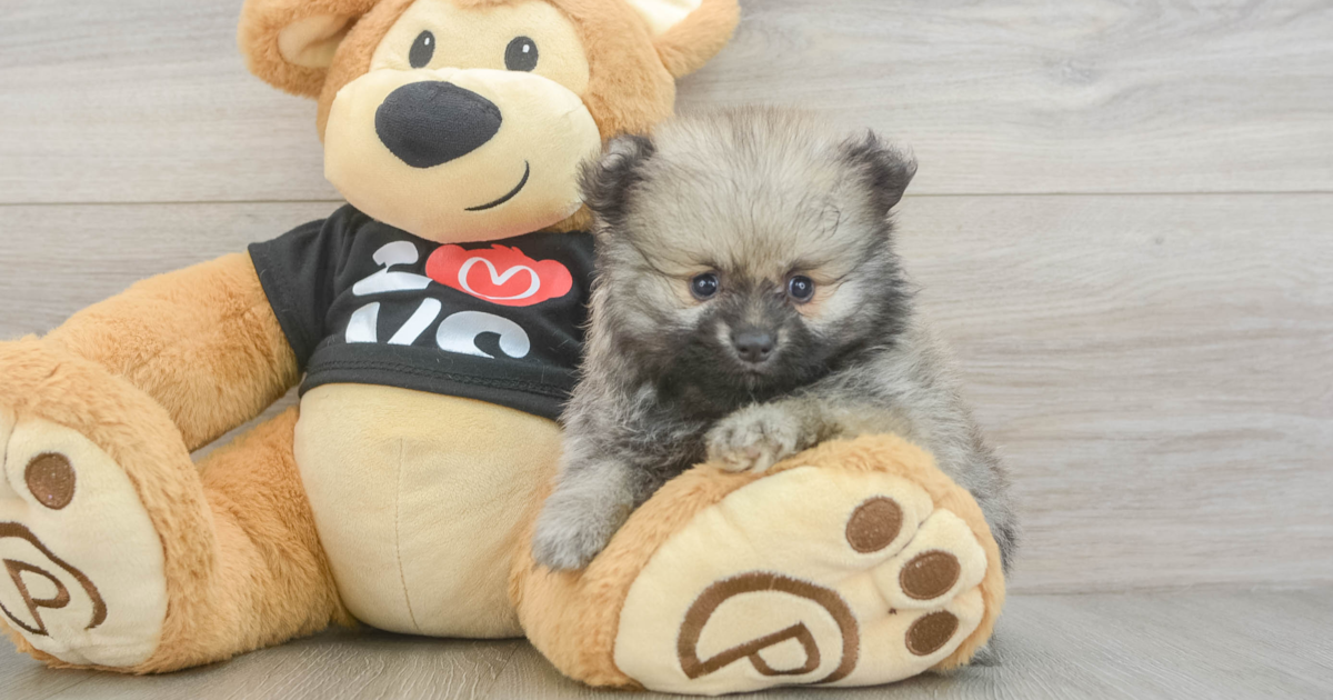 Little Pomeranian Maui: 2lb 7oz Purebred Puppy