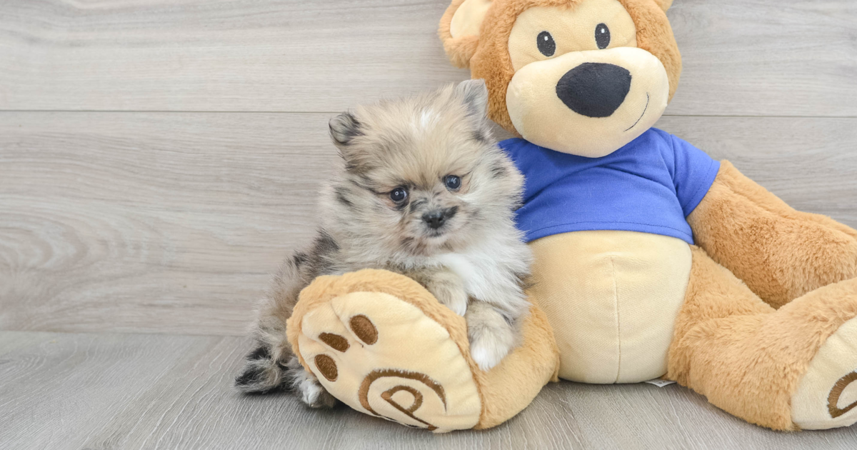 Playful Pomeranian Nano: 2lb 10oz Purebred Puppy