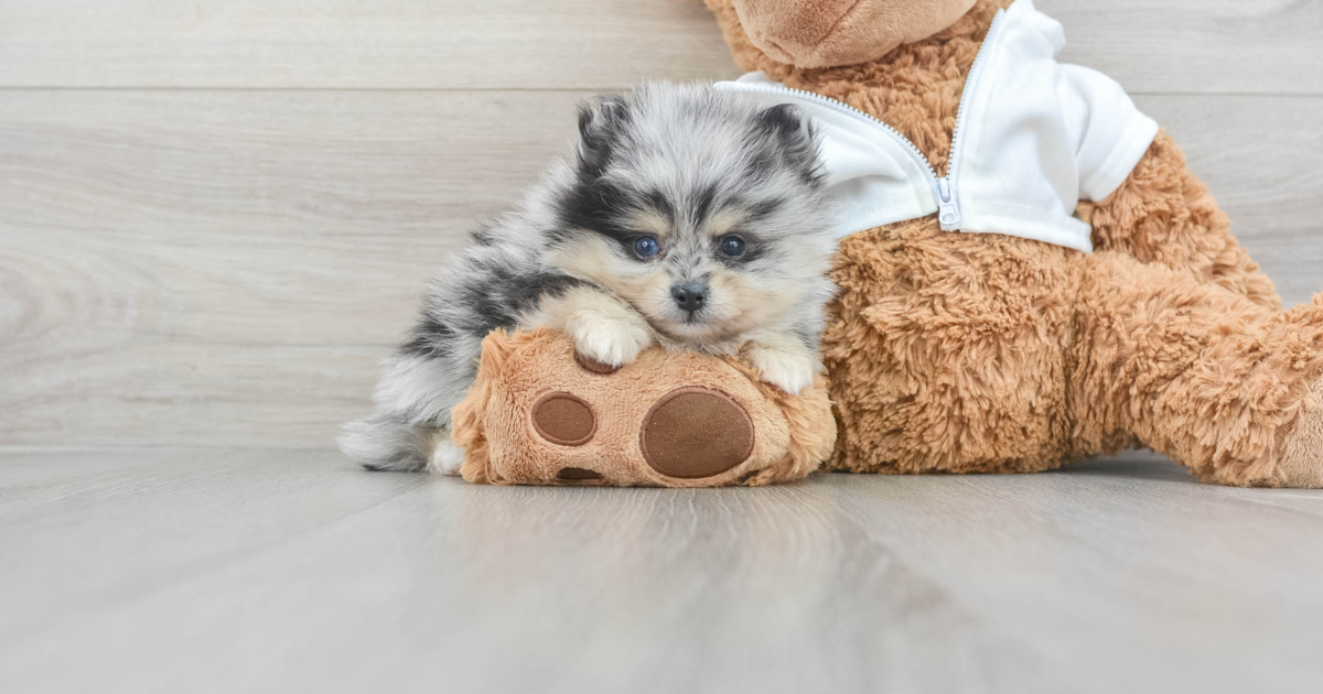 Popular Pomeranian Pablo: 2lb 6oz Purebred Puppy