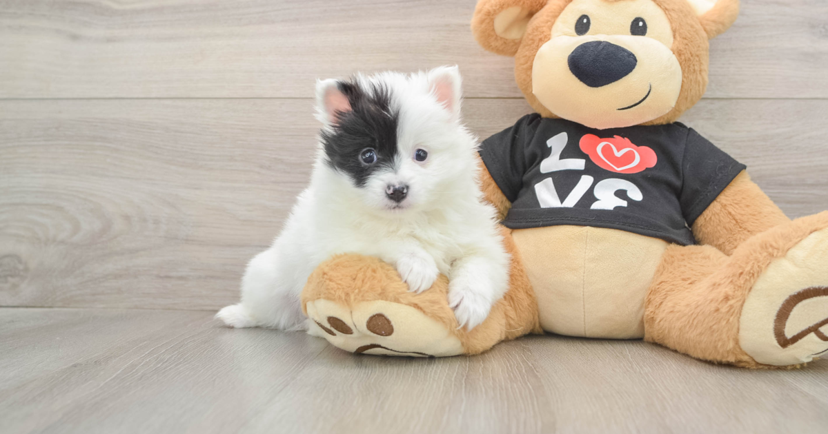 Adorable Pomeranian Piper: 3lb 9oz Purebred Puppy
