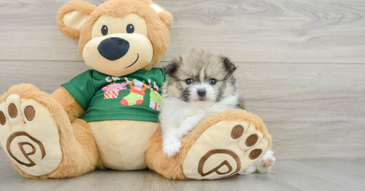 Small Pomeranian Pixie: 2lb 6oz Purebred Puppy