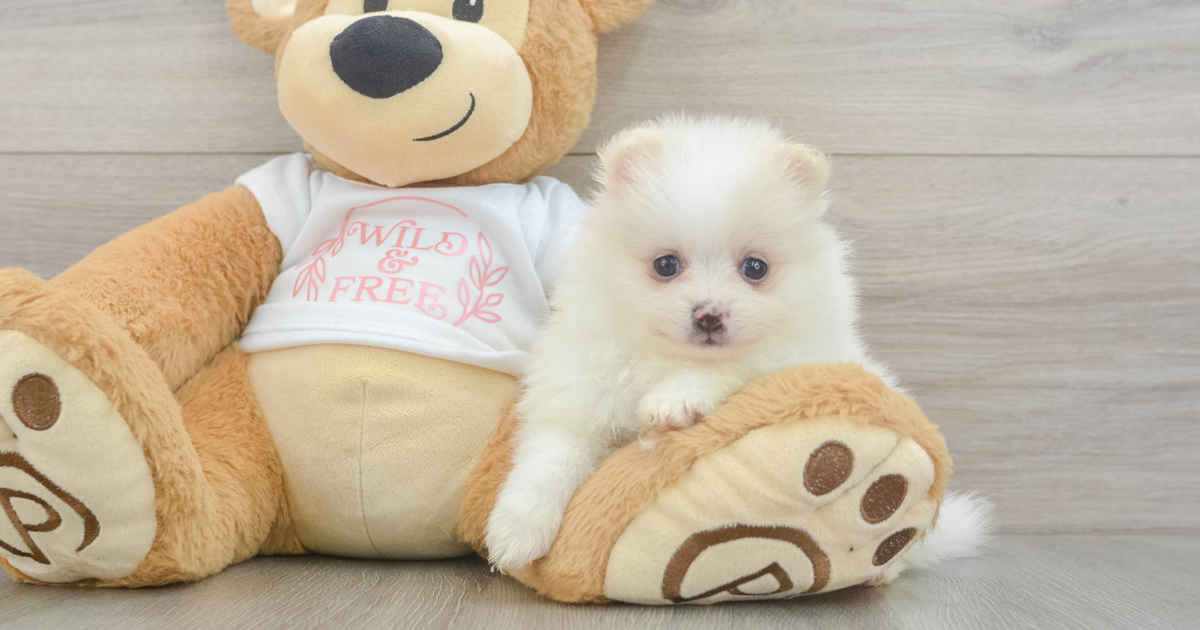 Akc Registered Pomeranian Puff: 2lb 5oz Purebred Puppy