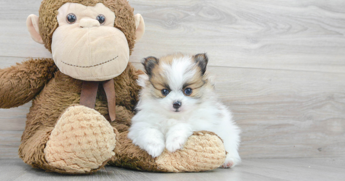 Playful Pomeranian Puff: 1lb 9oz Purebred Puppy