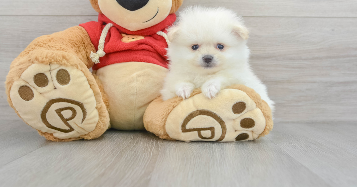 Hypoallergenic Pomeranian Russ: 1lb 15oz Purebred Puppy