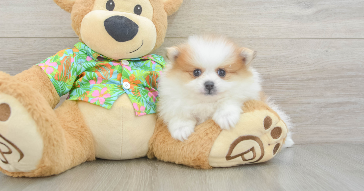 Playful Pomeranian Russ: 2lb 10oz Purebred Puppy