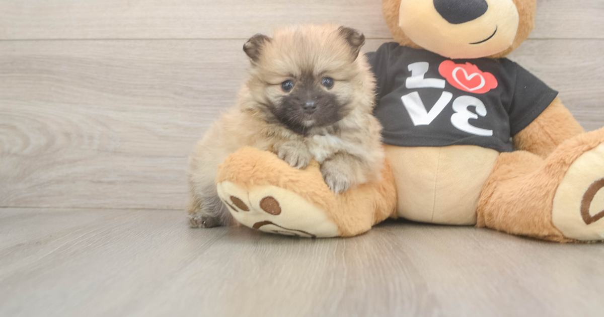 Cute Pomeranian Russ: 3lb 15oz Purebred Puppy