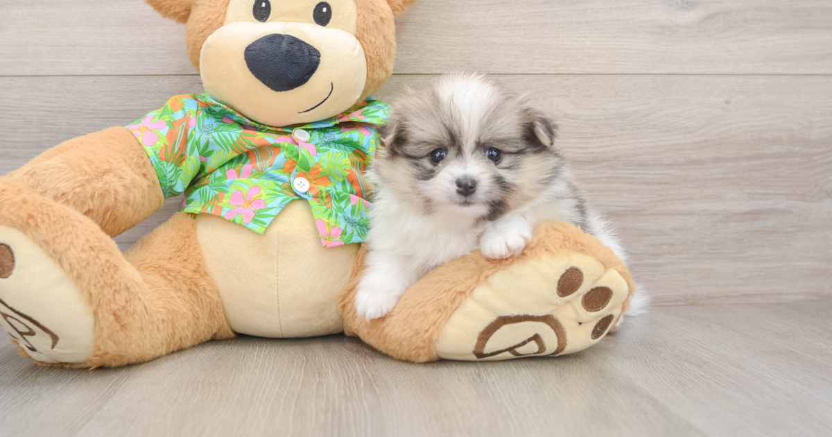 Pomeranian Salem: 2lb 2oz Purebred Puppy