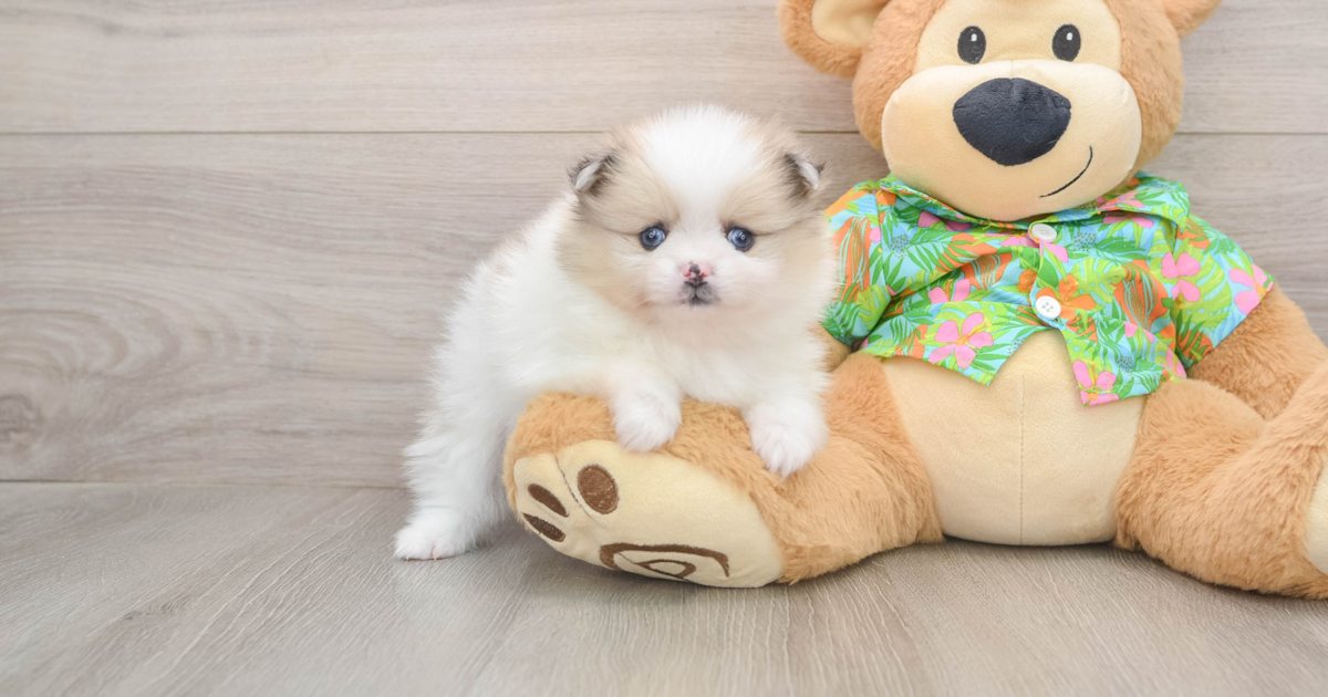 Pomeranian Sierra: 1lb 10oz Purebred Puppy