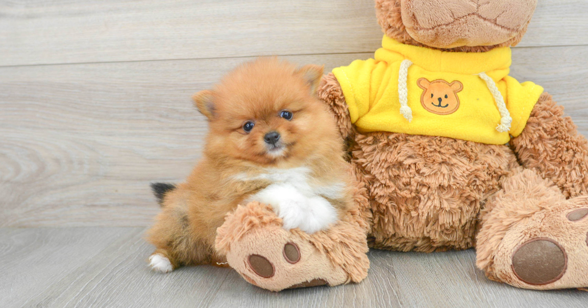 Cute Pomeranian Trinity: 1lb 13oz Purebred Puppy
