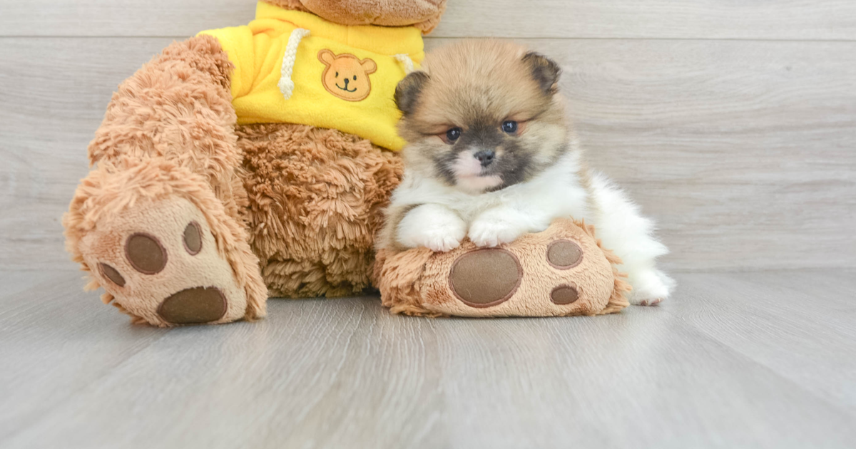 Friendly Pomeranian Trinity: 2lb 1oz Purebred Puppy