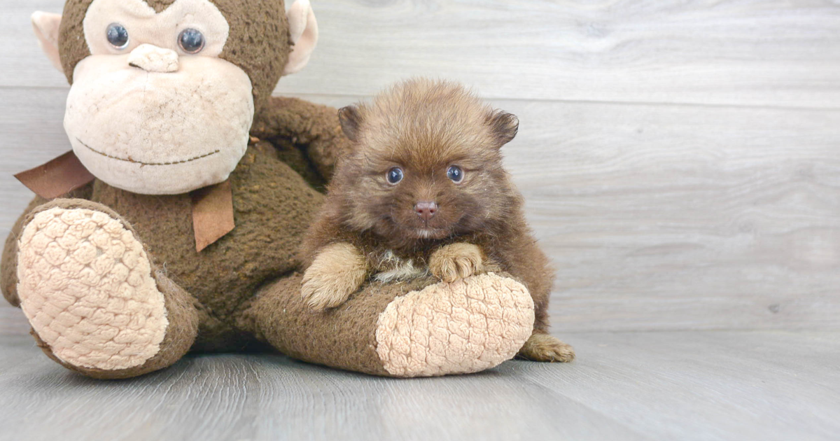Funny Pomeranian Trinity: 1lb 15oz Purebred Puppy