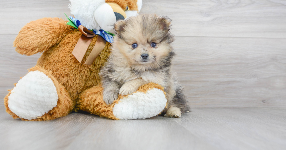 Happy Pomeranian Trinity: 2lb 4oz Purebred Puppy