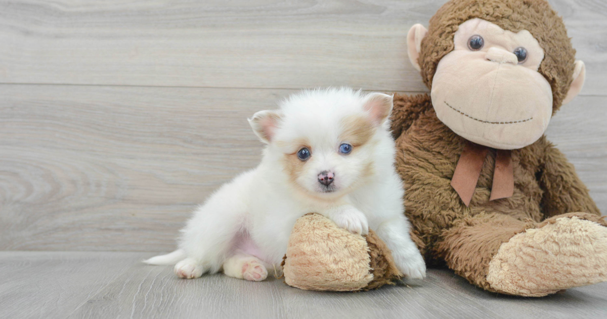 Energetic Pomeranian Wyatt: 2lb 13oz Purebred Puppy