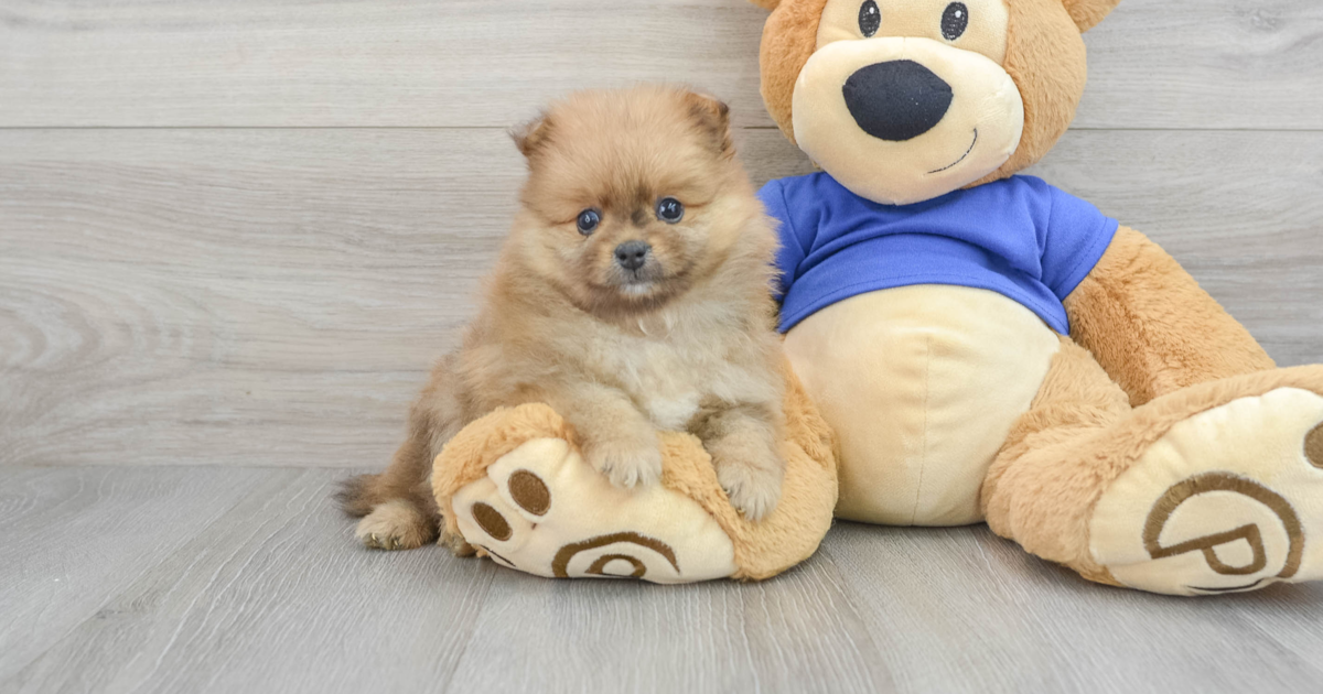 Sweet Pomeranian Wyatt: 3lb 4oz Purebred Puppy
