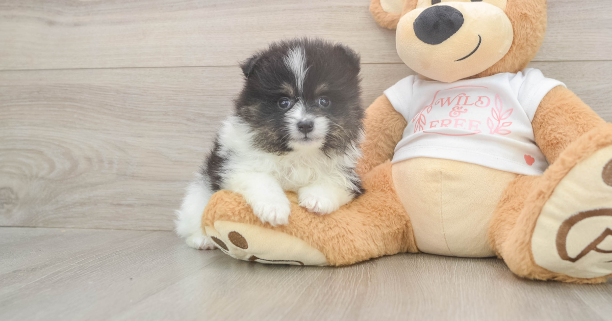 Cute Pomeranian Wyatt: 4lb 15oz Purebred Puppy
