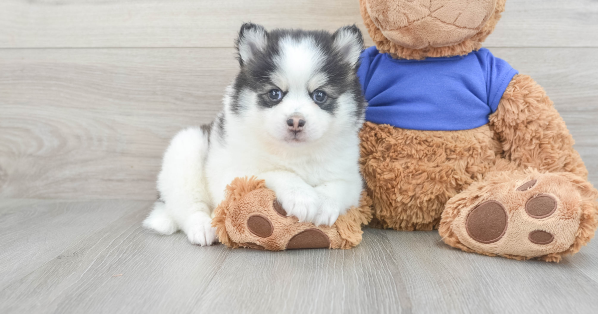 Energetic Pomsky Antonio: 7lb 1oz Designer Puppy